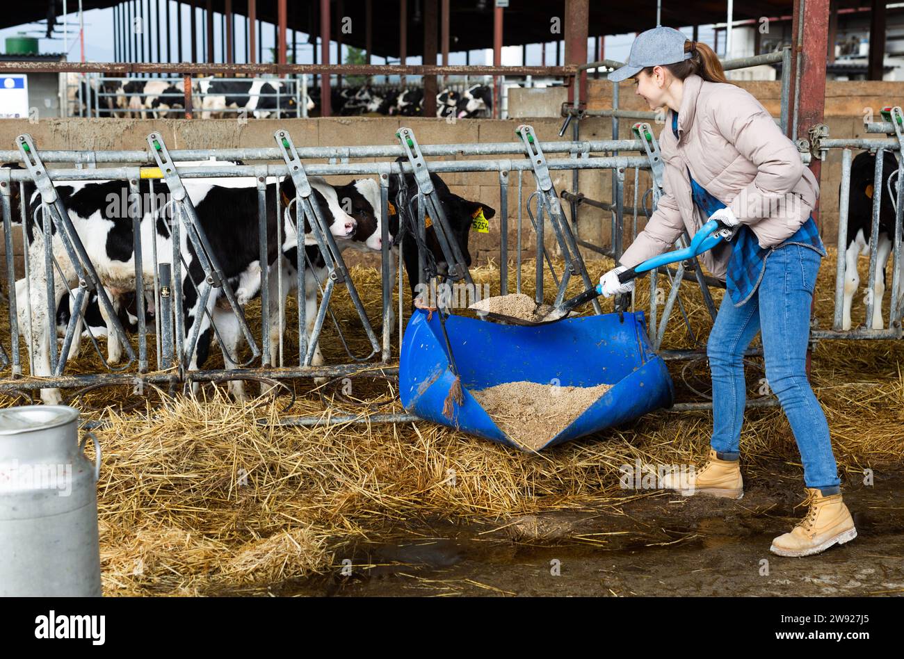 Female farmer feeding calves in stall at livestock farm Stock Photo - Alamy