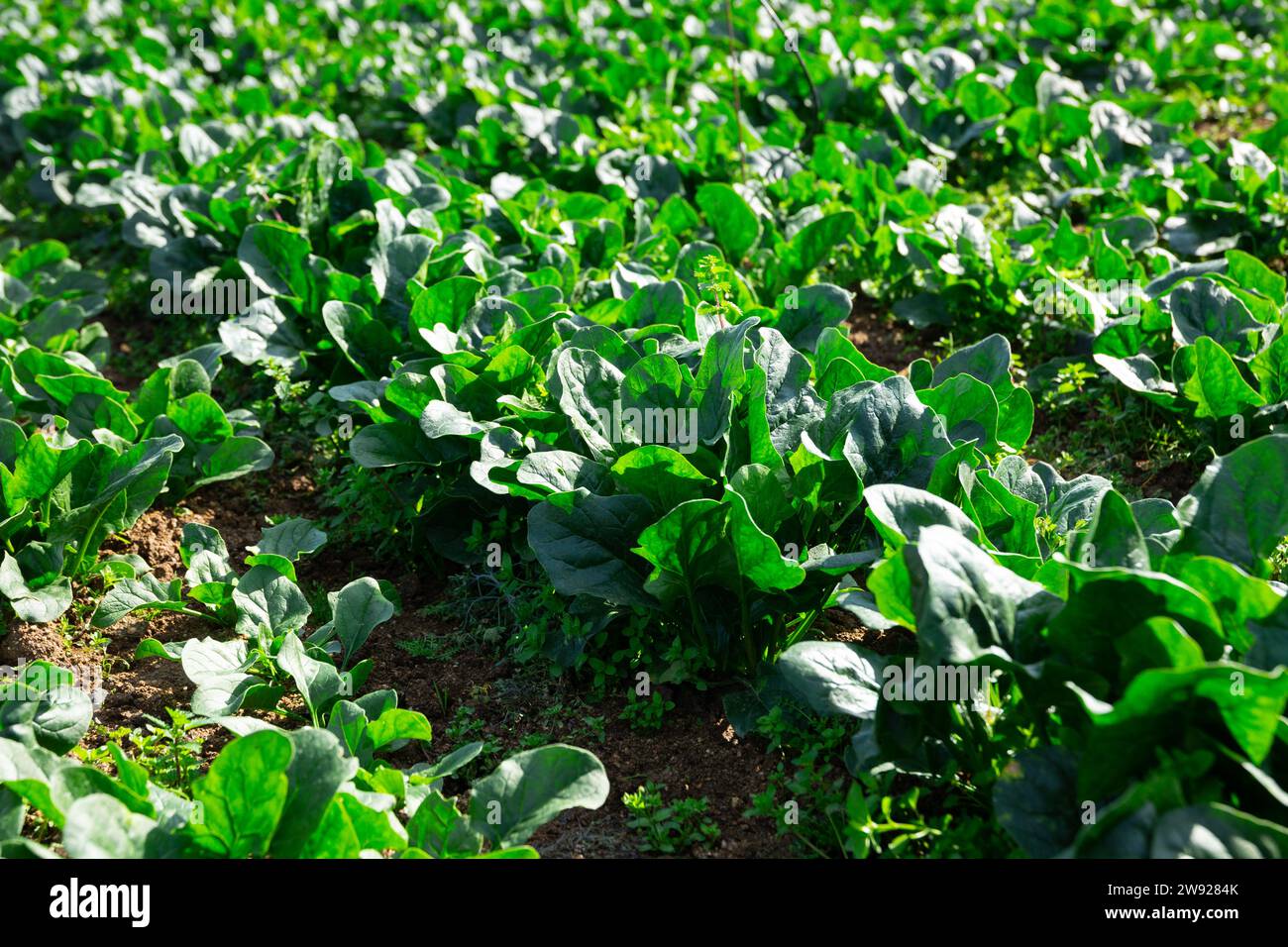 Bio spinach farm field hi-res stock photography and images - Alamy