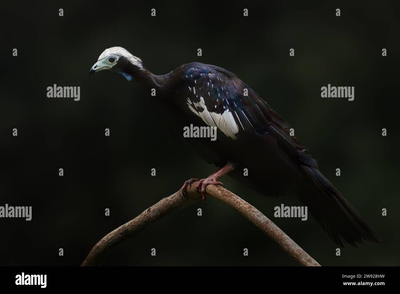 Pipile cujubi hi-res stock photography and images - Alamy