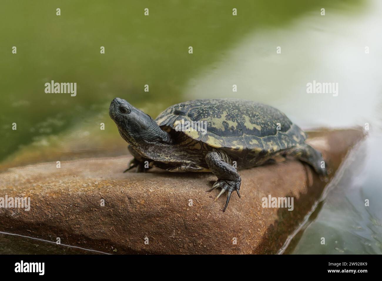 Yellow spotted river turtle hi-res stock photography and images - Alamy