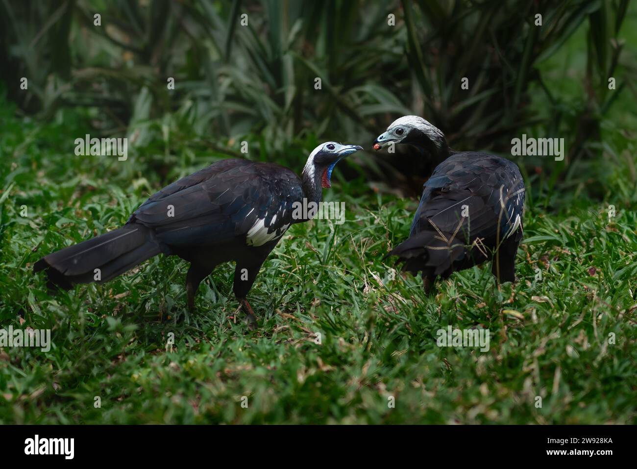 Pipile cujubi hi-res stock photography and images - Alamy