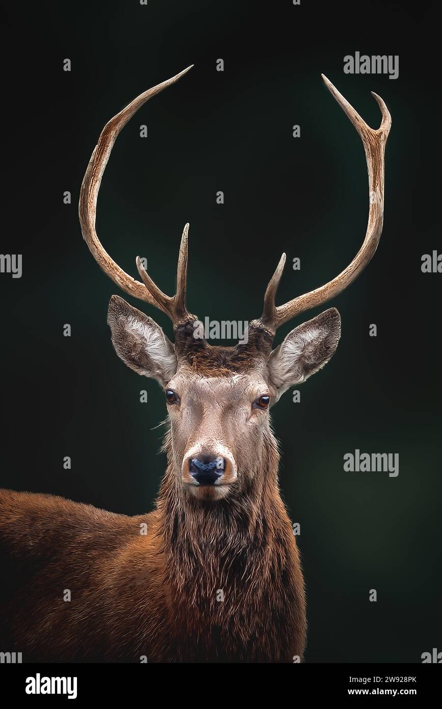 Cervid species hi-res stock photography and images - Alamy