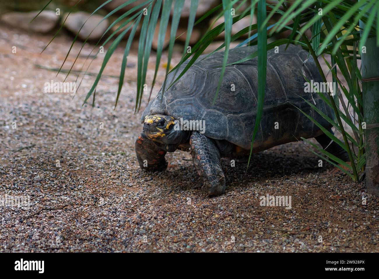 Yellow footed Tortoise (Chelonoidis denticulata Stock Photo - Alamy