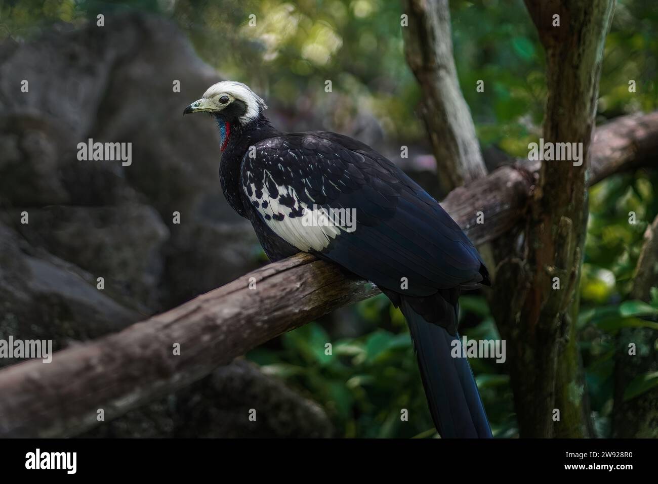 Pipile cujubi hi-res stock photography and images - Alamy