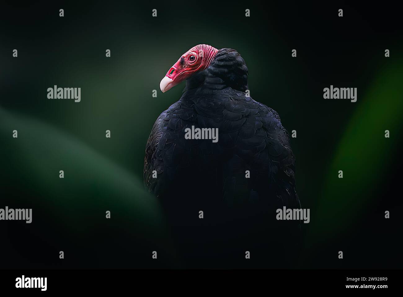 Turkey Vulture bird (Cathartes aura Stock Photo - Alamy