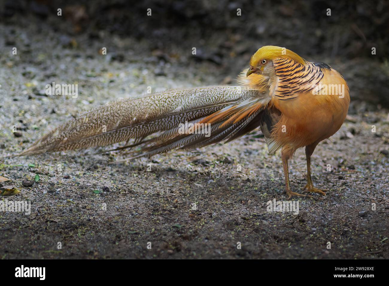 Yellow Golden Pheasant (Chrysolophus pictus Stock Photo - Alamy