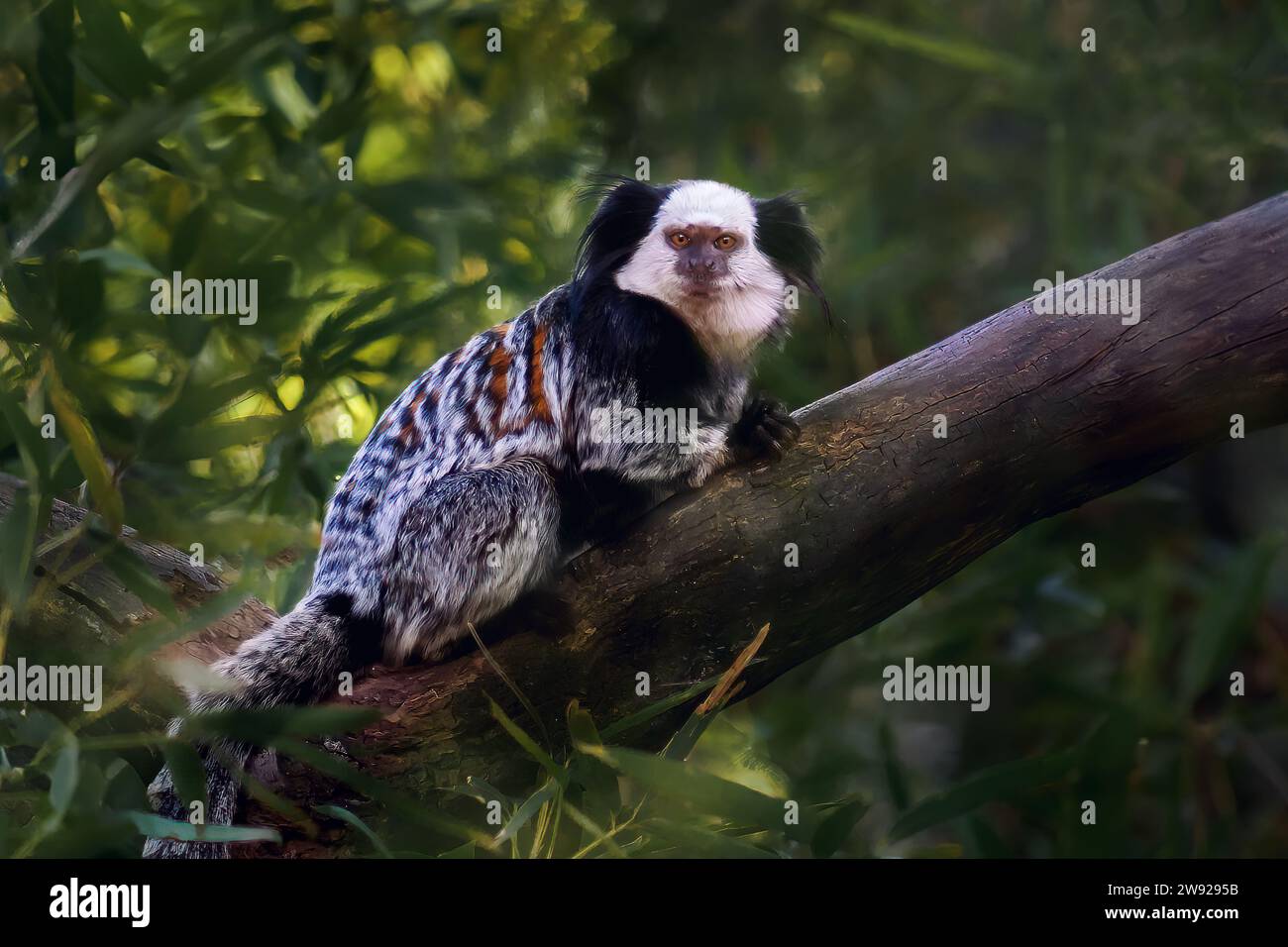 White-headed Marmoset monkey (Callithrix geoffroyi Stock Photo - Alamy