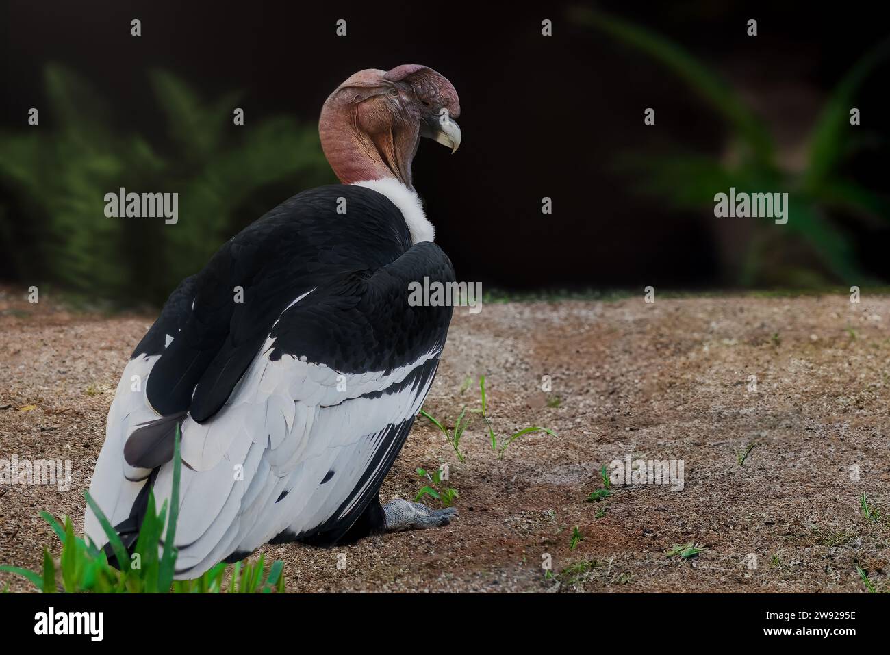 Andean Condor bird (Vultur gryphus Stock Photo - Alamy
