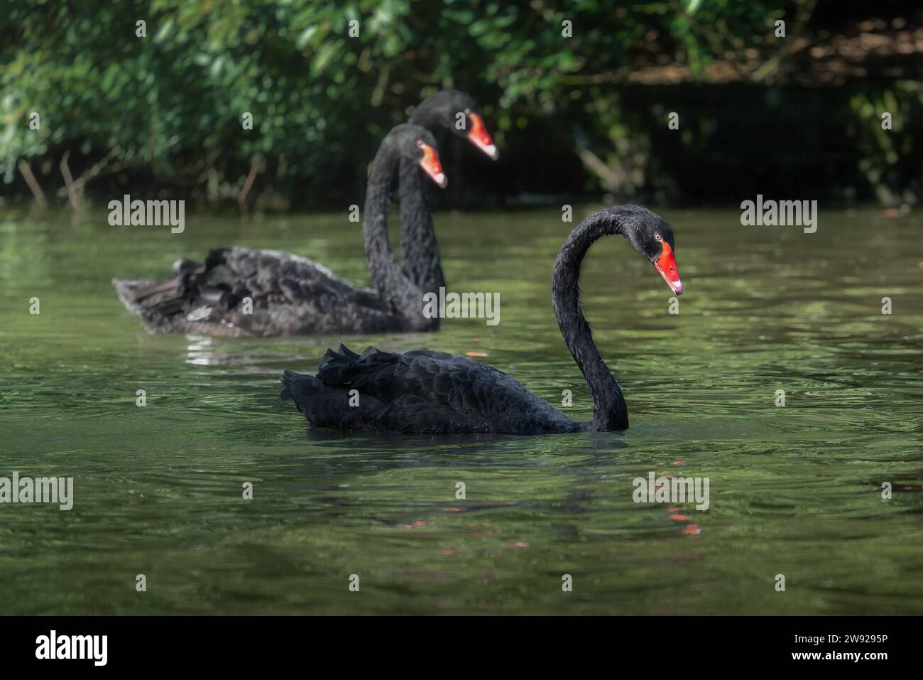 Black Swan on water (Cygnus atratus Stock Photo - Alamy