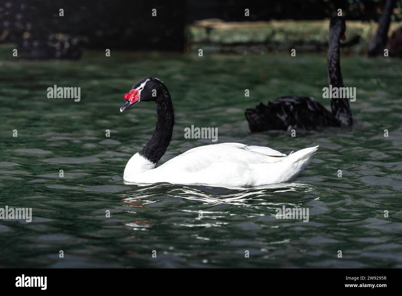 Black-necked Swan on water (Cygnus melancoryphus Stock Photo - Alamy