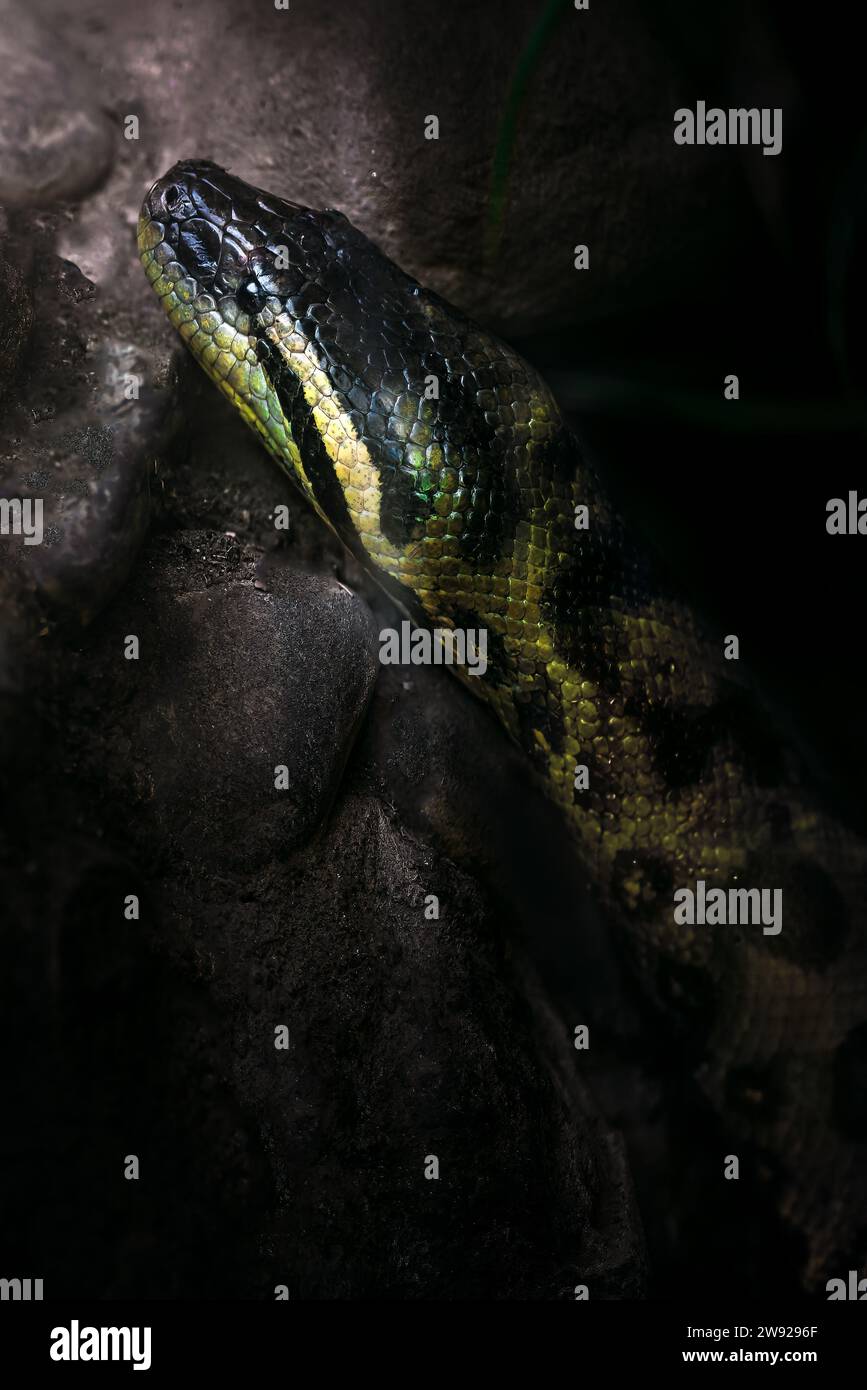 Green anaconda hi-res stock photography and images - Alamy