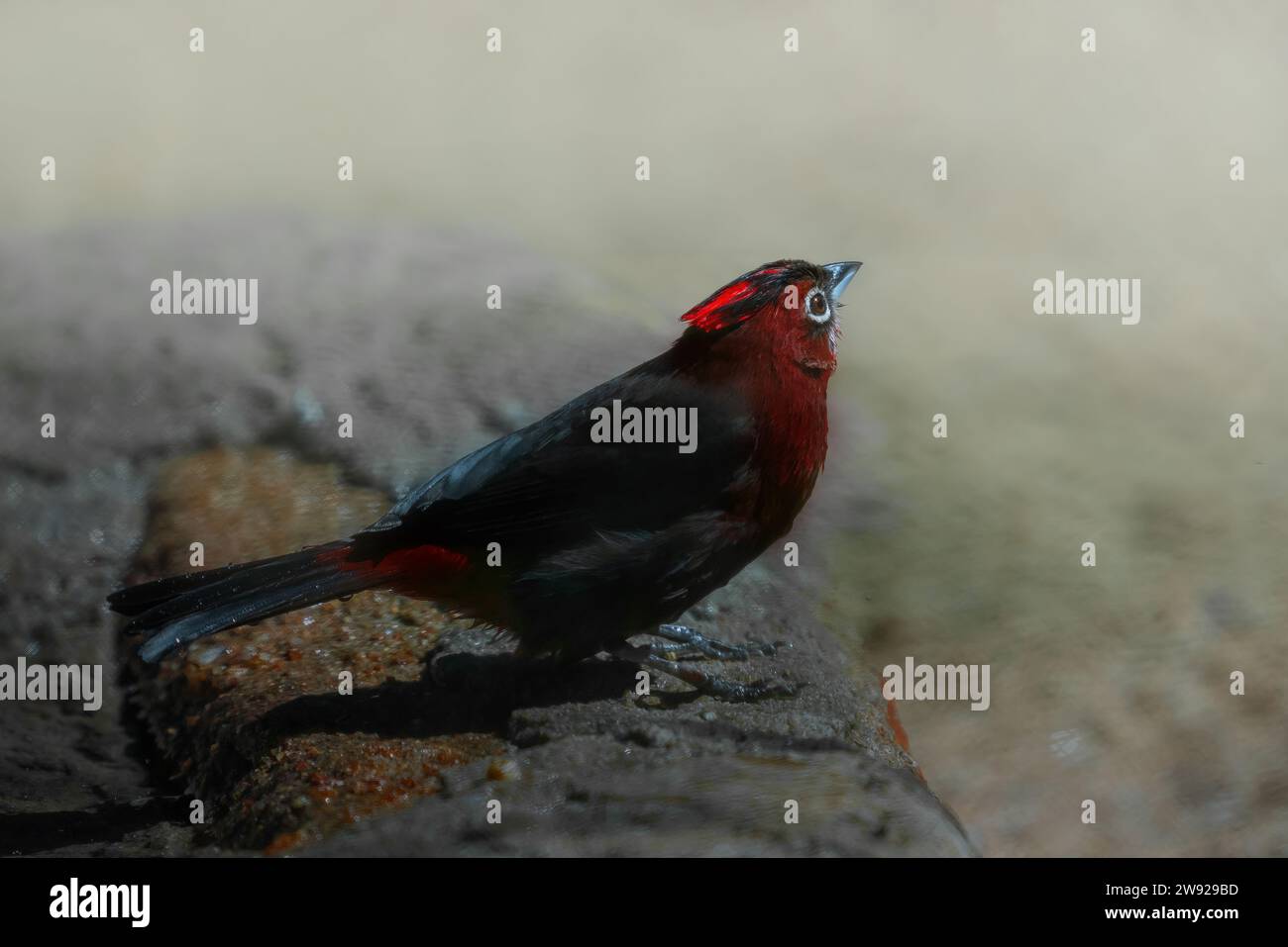 Red Pileated Finch bird (Coryphospingus cucullatus Stock Photo - Alamy