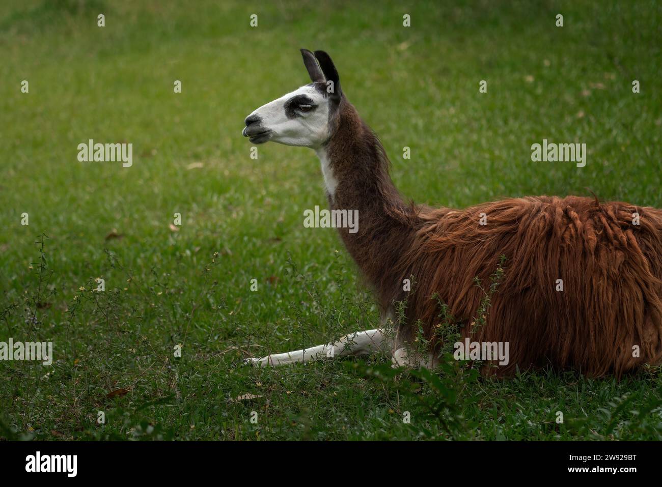 Llama (Lama glama) - South american camelid Stock Photo - Alamy