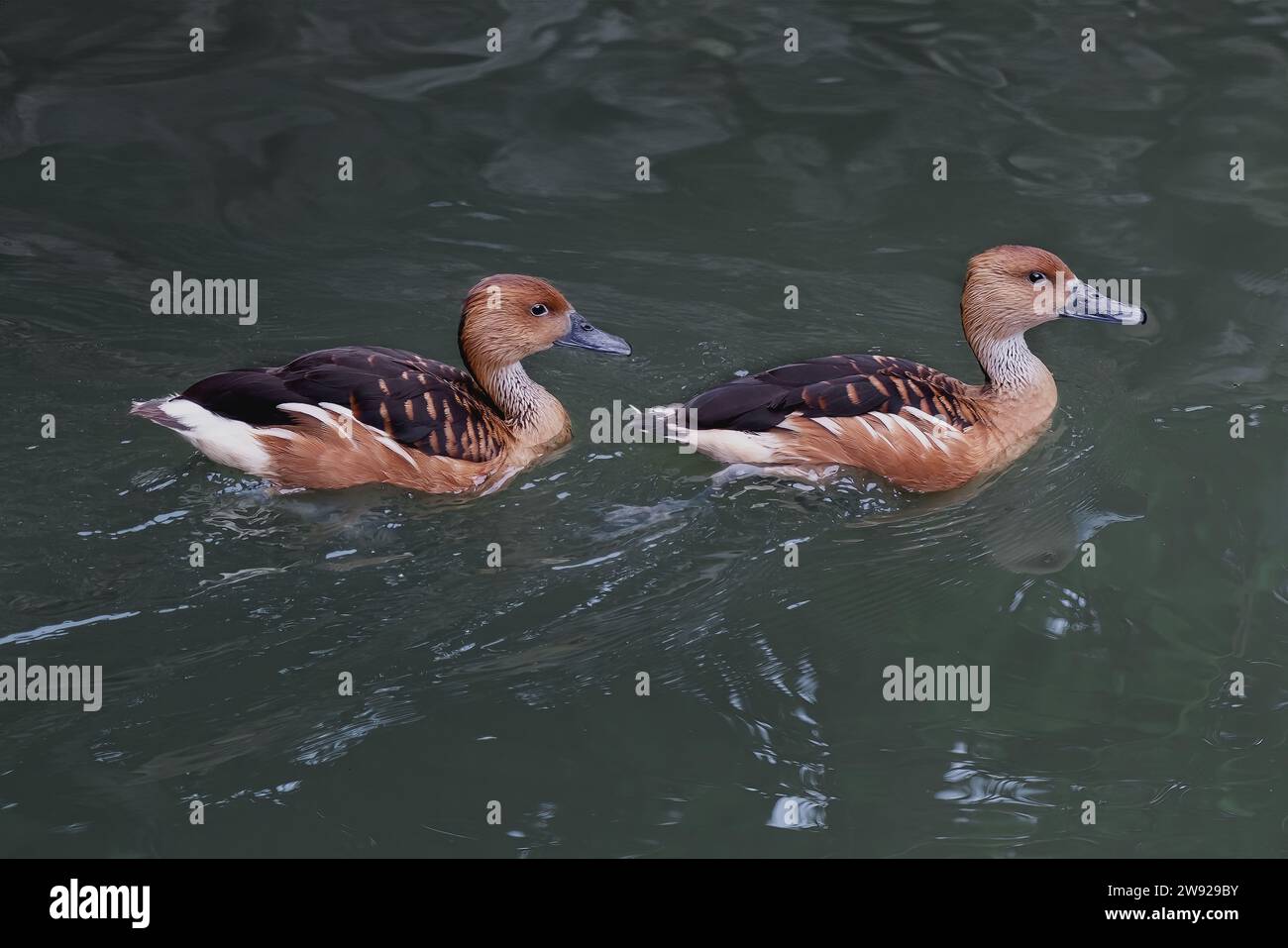 Fulvous Whistling Duck (Dendrocygna bicolor Stock Photo - Alamy