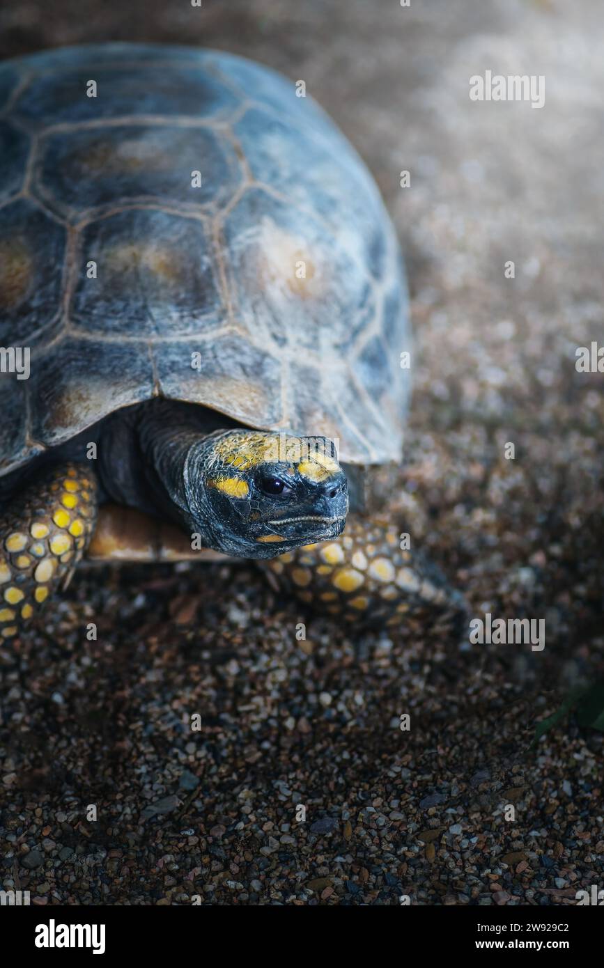 Yellow footed Tortoise (Chelonoidis denticulata Stock Photo - Alamy
