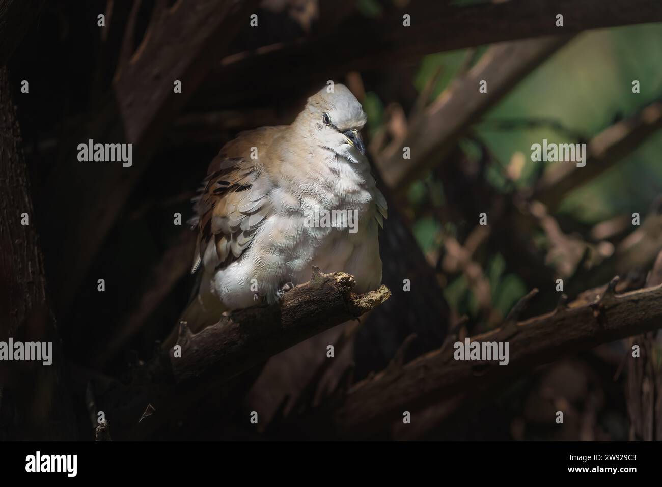 Picui Ground Dove (Columbina picui Stock Photo - Alamy