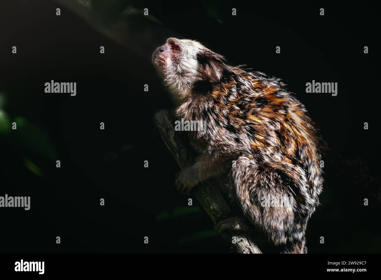 White-headed Marmoset monkey (Callithrix geoffroyi Stock Photo - Alamy