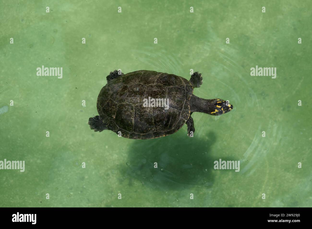Yellow-spotted River Turtle (Podocnemis unifilis) on water Stock Photo ...