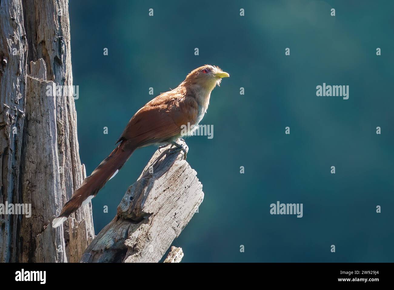American cuckoo birds hi-res stock photography and images - Alamy