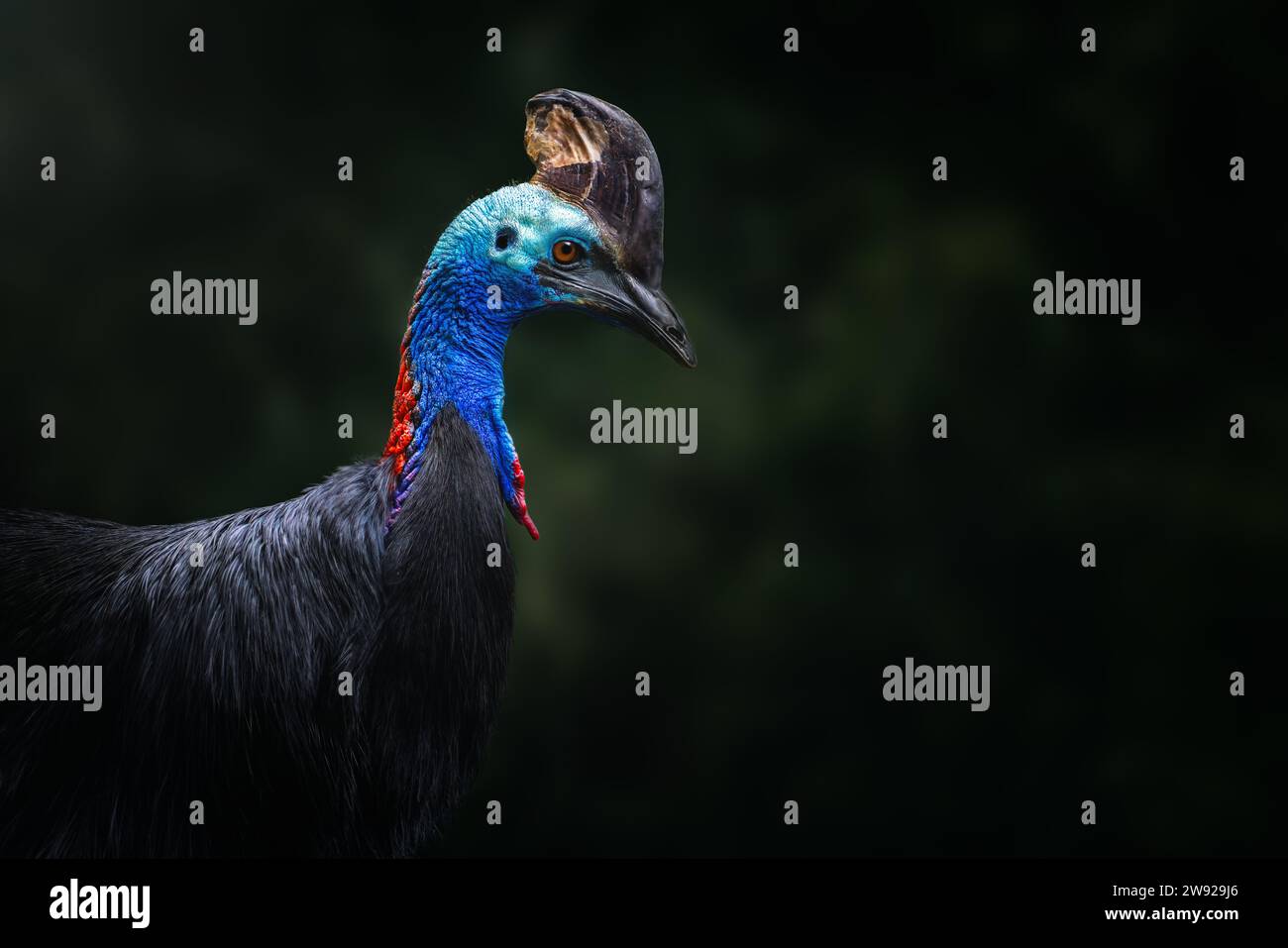 Beautiful Southern Cassowary portrait (Casuarius casuarius Stock Photo ...