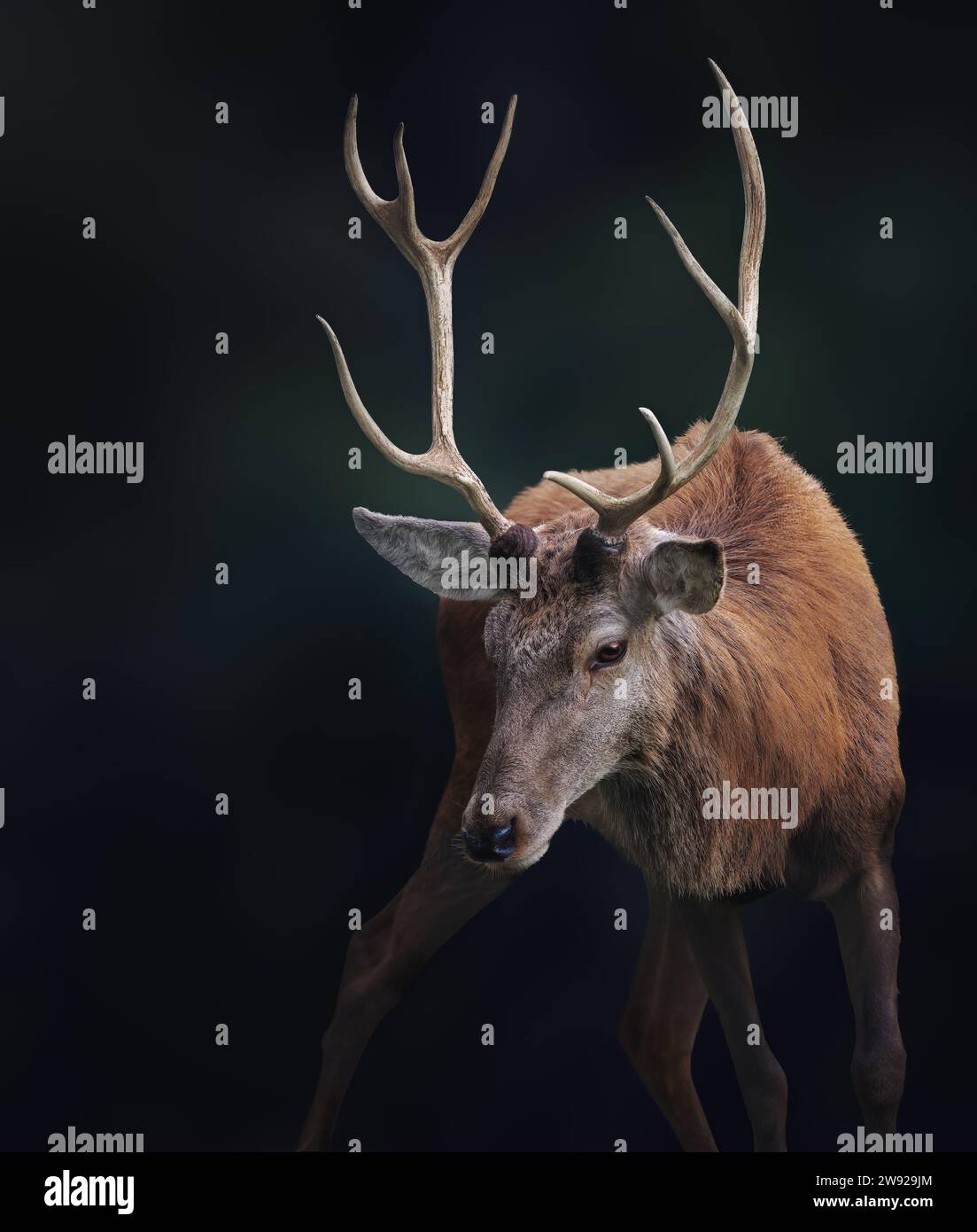 Cervus elaphus elaphus hi-res stock photography and images - Alamy