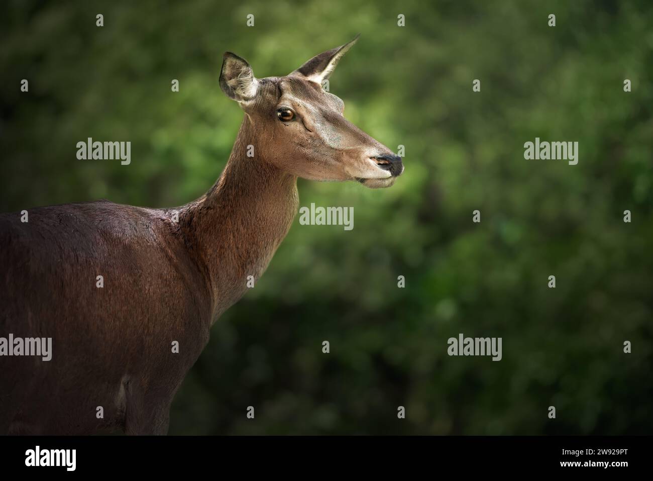Beautiful female red deer hi-res stock photography and images - Alamy
