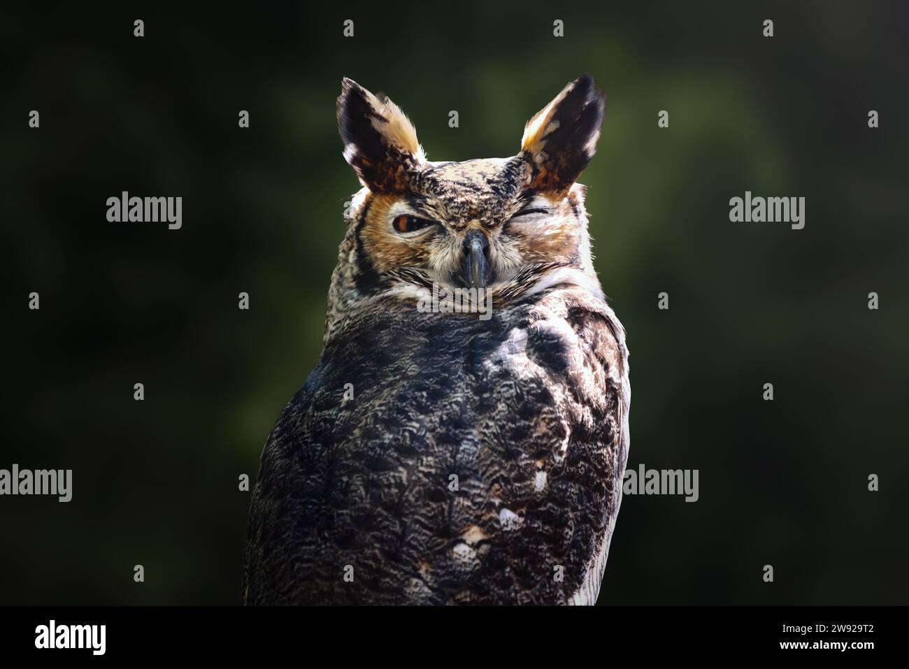 South American Great Horned Owl (Bubo virginianus nacurutu) - Nocturnal ...