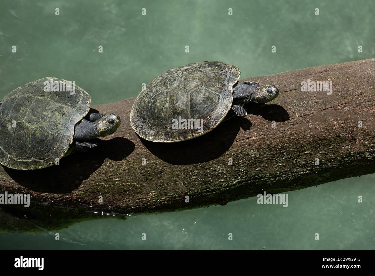 Yellow-spotted River Turtle (Podocnemis unifilis Stock Photo - Alamy