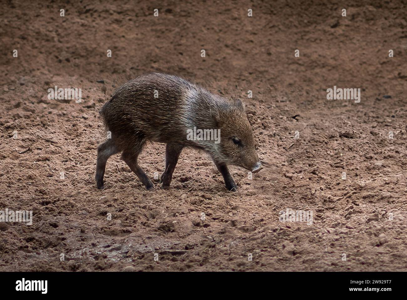 Young Collared Peccary (Dicotyles tajacu Stock Photo - Alamy