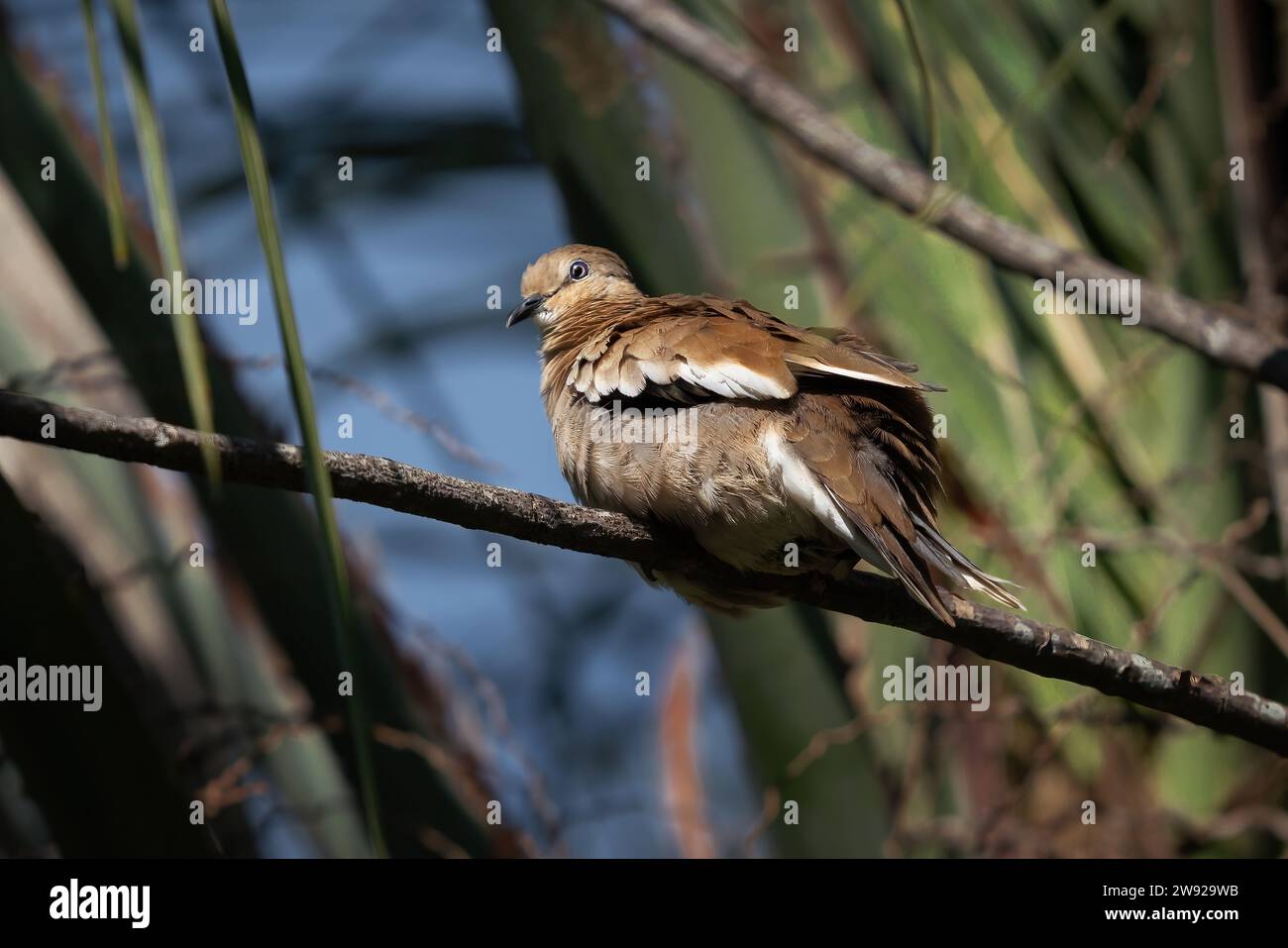 Picui Ground Dove (Columbina picui Stock Photo - Alamy