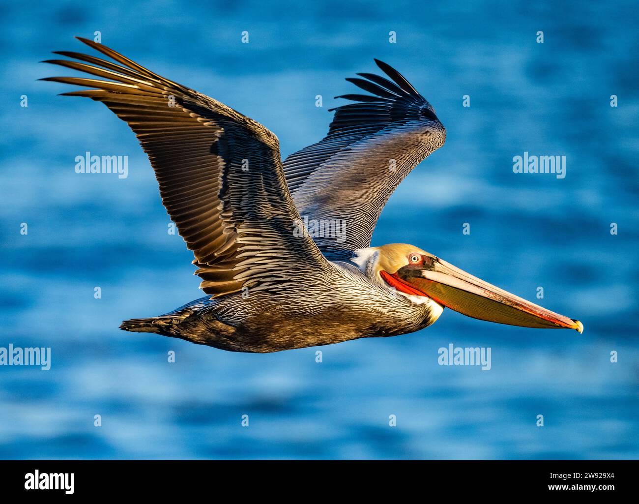 Close-up of a flying Brown Pelican (Pelecanus occidentalis) over ...
