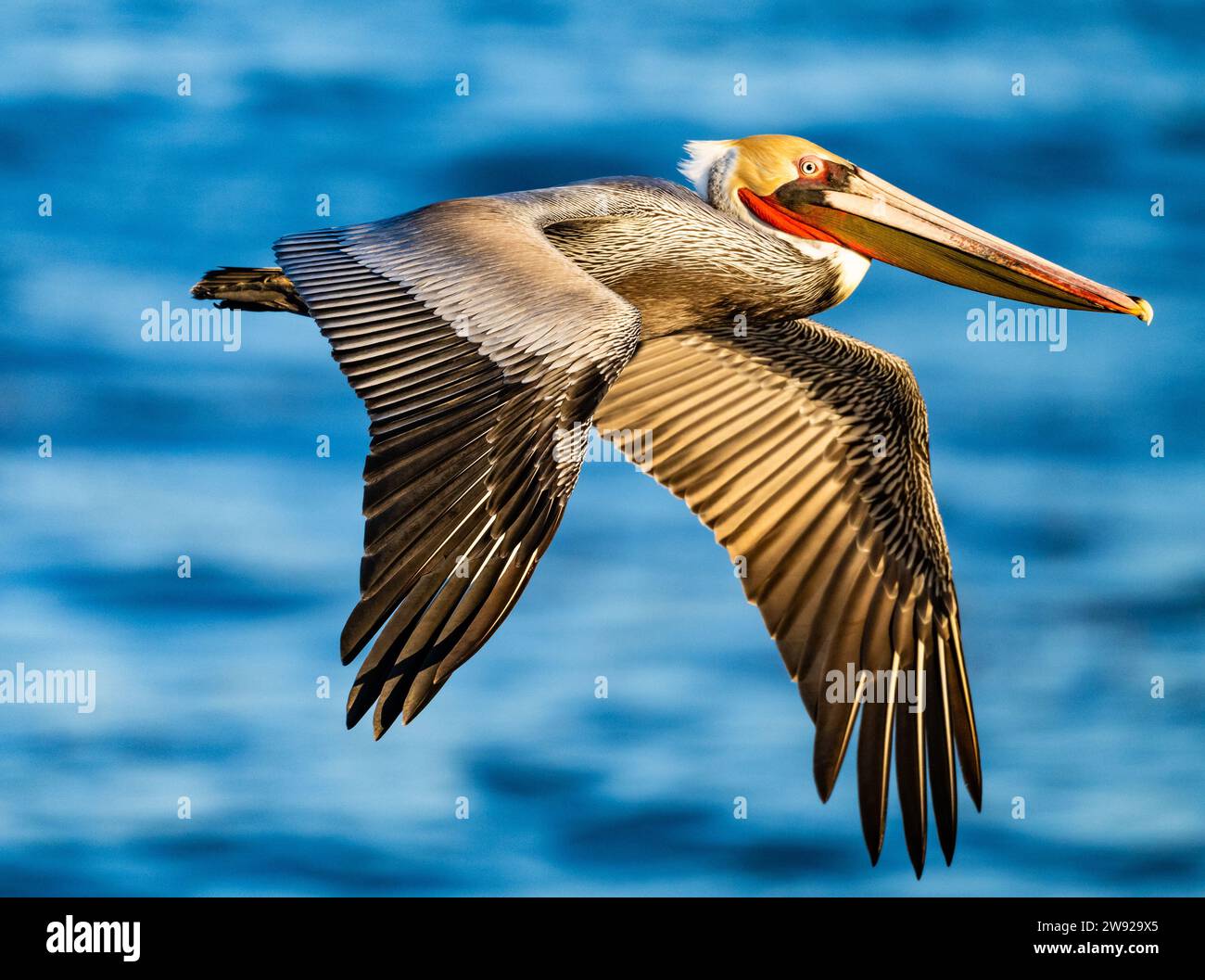 Close-up of a flying Brown Pelican (Pelecanus occidentalis) over ...