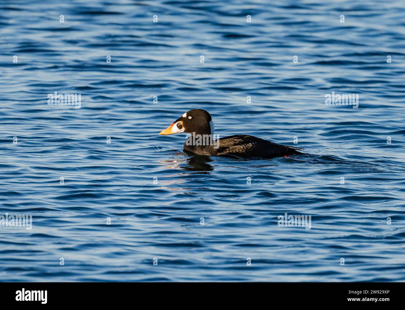 A male Surf Scoter (Melanitta perspicillata) swimming in water ...
