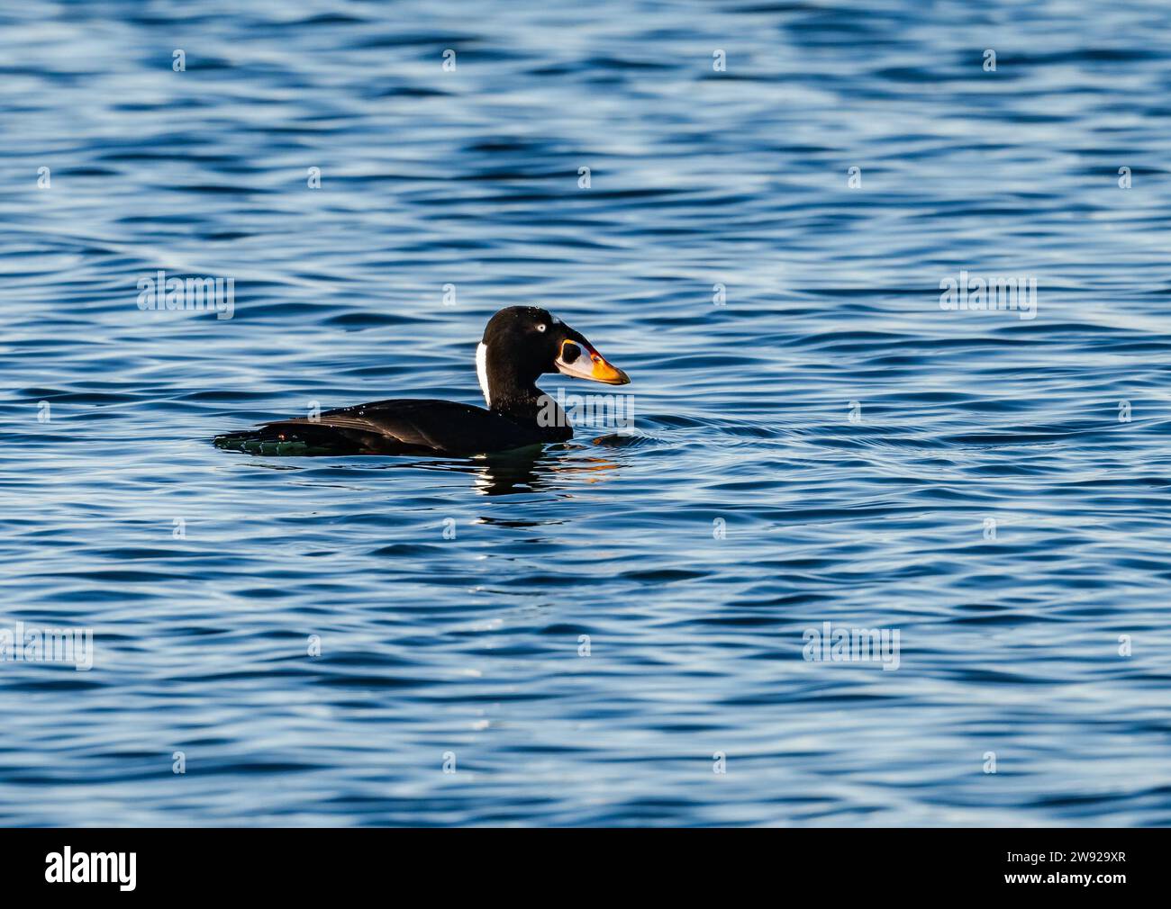 A male Surf Scoter (Melanitta perspicillata) swimming in water ...