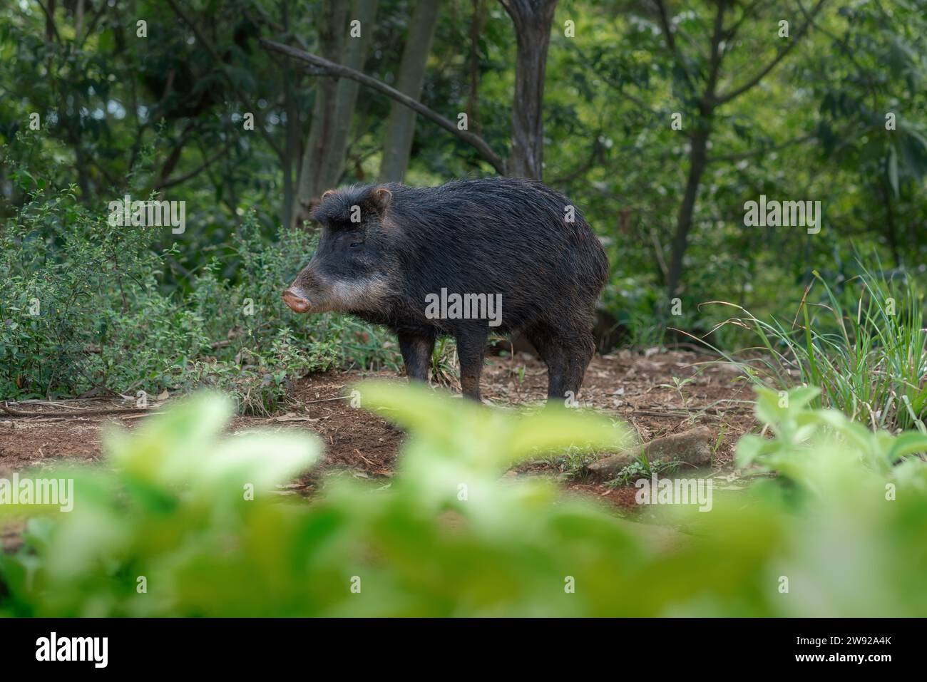 White-lipped Peccary (Tayassu pecari) - South american suine Stock ...