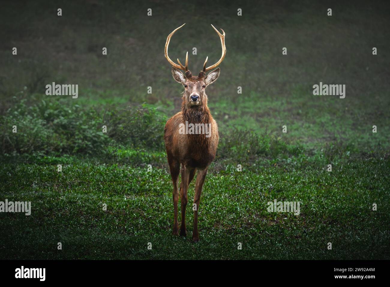 Male red deer antlers hi-res stock photography and images - Alamy
