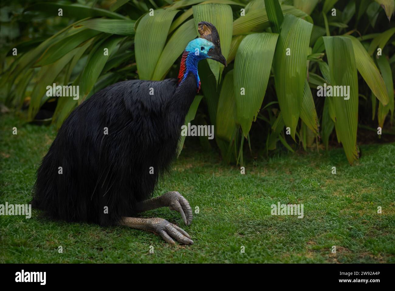 Southern cassowary and dangerous bird hi-res stock photography and ...
