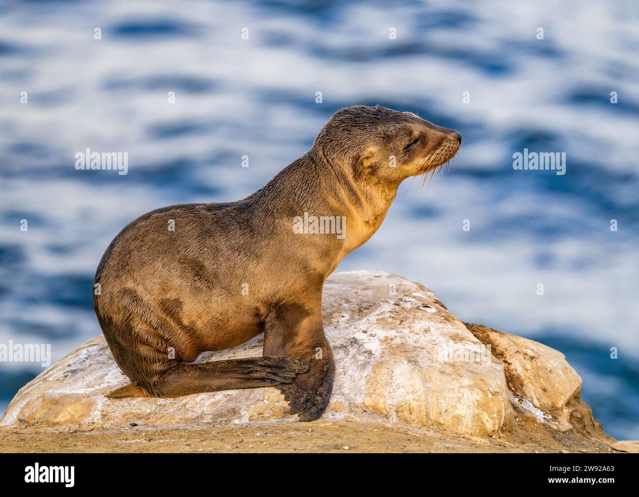 A California sea lion pup (Zalophus californianus) sitting on rocks on ...