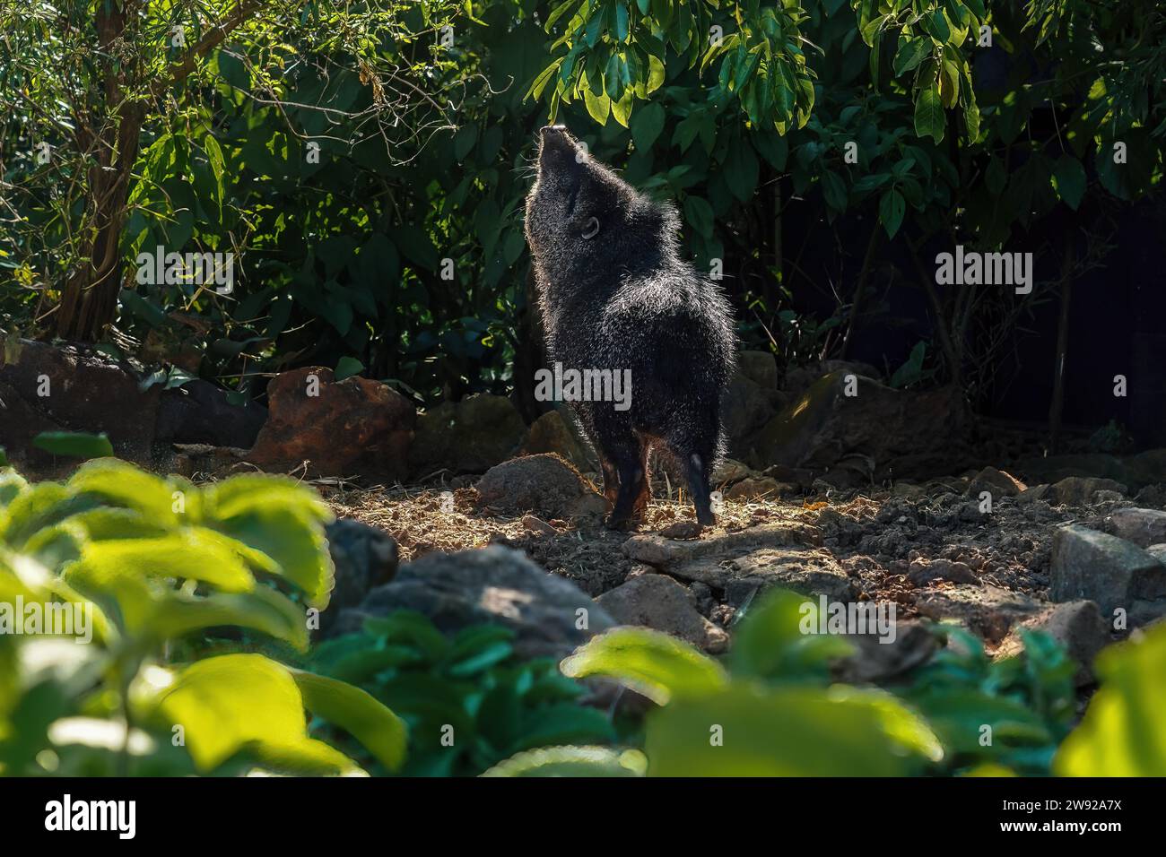 Collared Peccary (Dicotyles tajacu) - South american suine Stock Photo ...