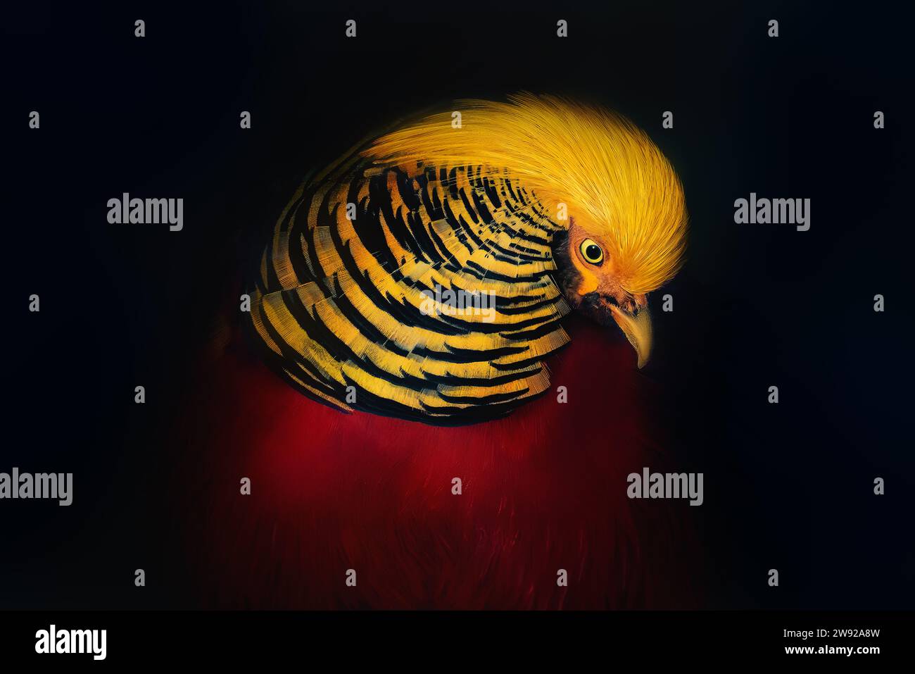 Golden Pheasant (Chrysolophus pictus) - Ornamental Bird Stock Photo - Alamy
