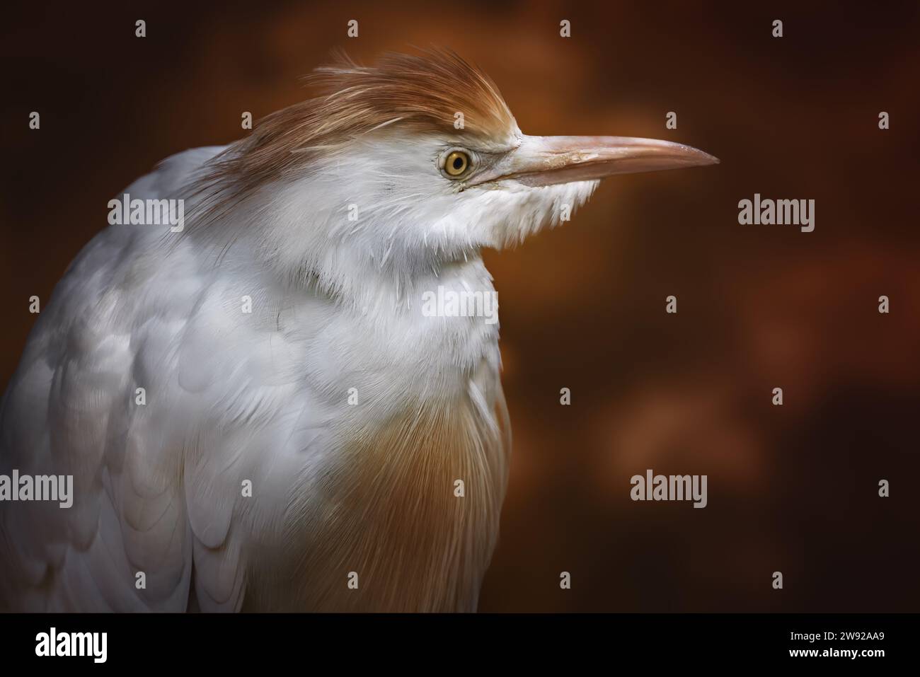 Cattle Egret (Bubulcus ibis) with Breeding season plumage Stock Photo ...