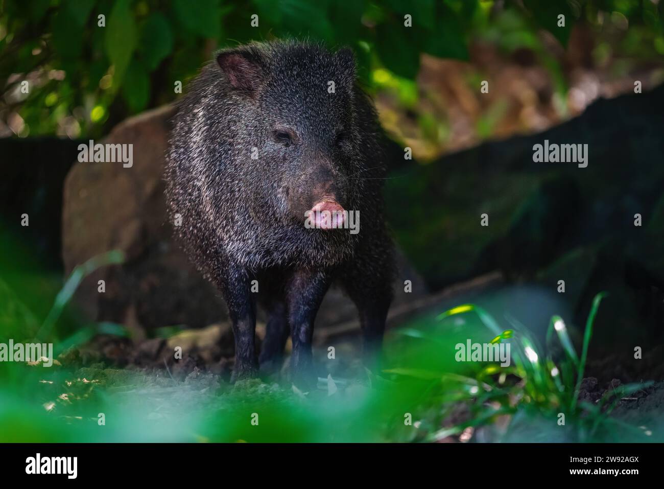 Collared Peccary (Dicotyles tajacu) - South american suine Stock Photo ...