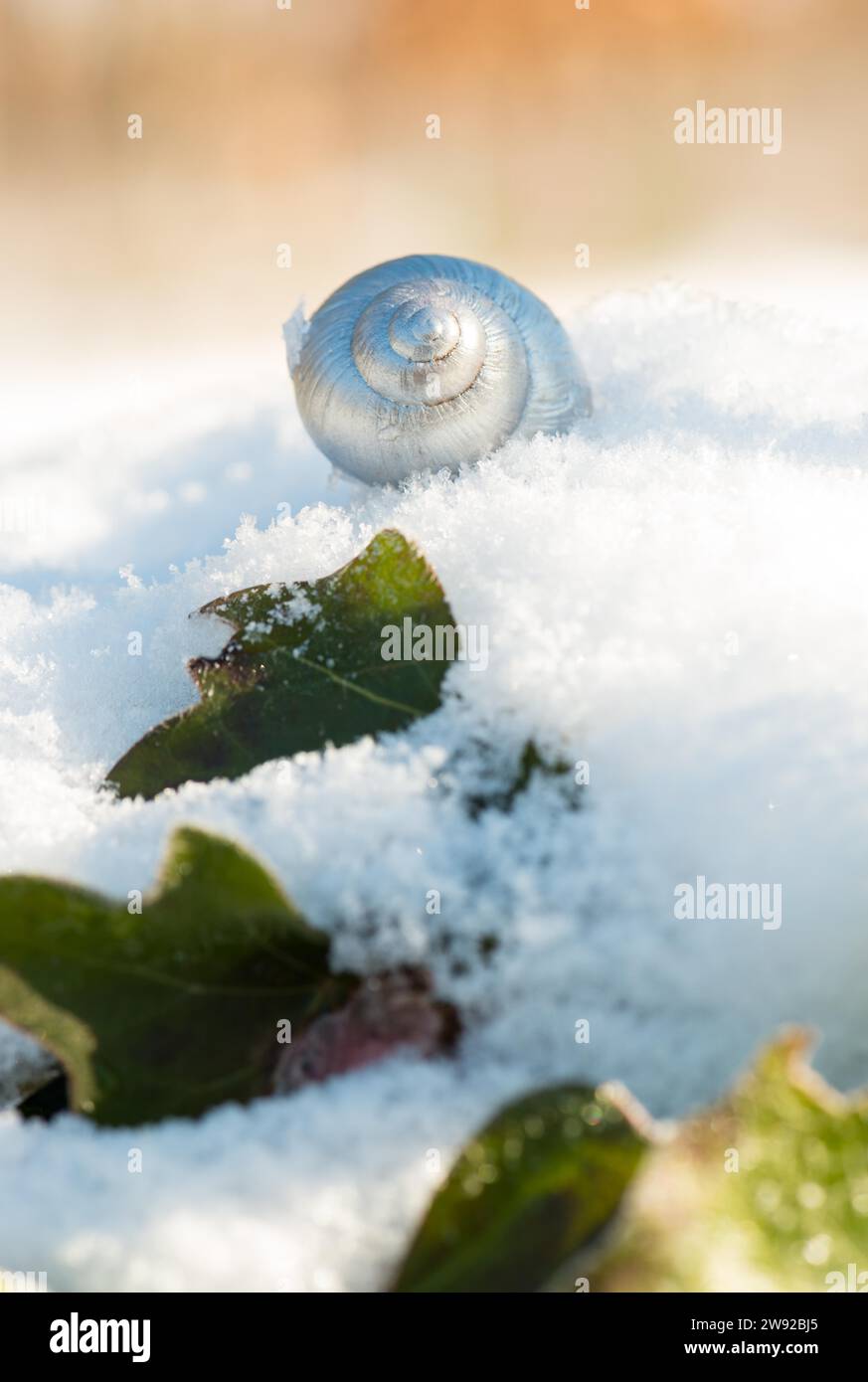 An abandoned snail shell of a snail (Helix pomatia) painted with silver ...