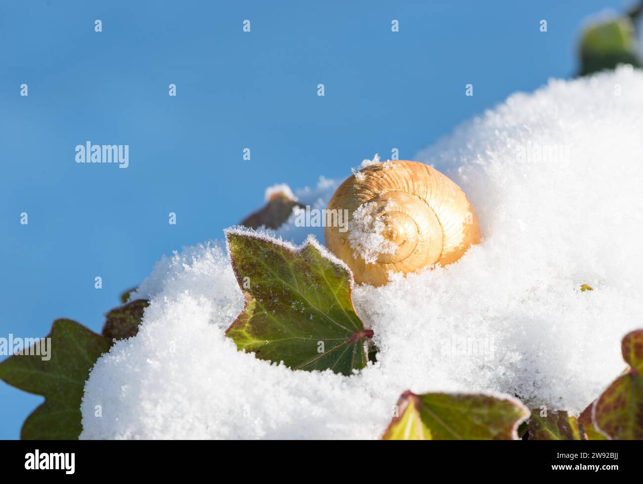 An abandoned snail shell of a burgundy snail (Helix pomatia) painted ...