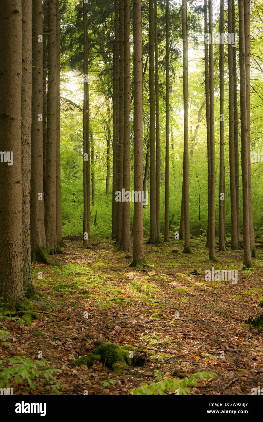 Moss on copper beech hi-res stock photography and images - Alamy