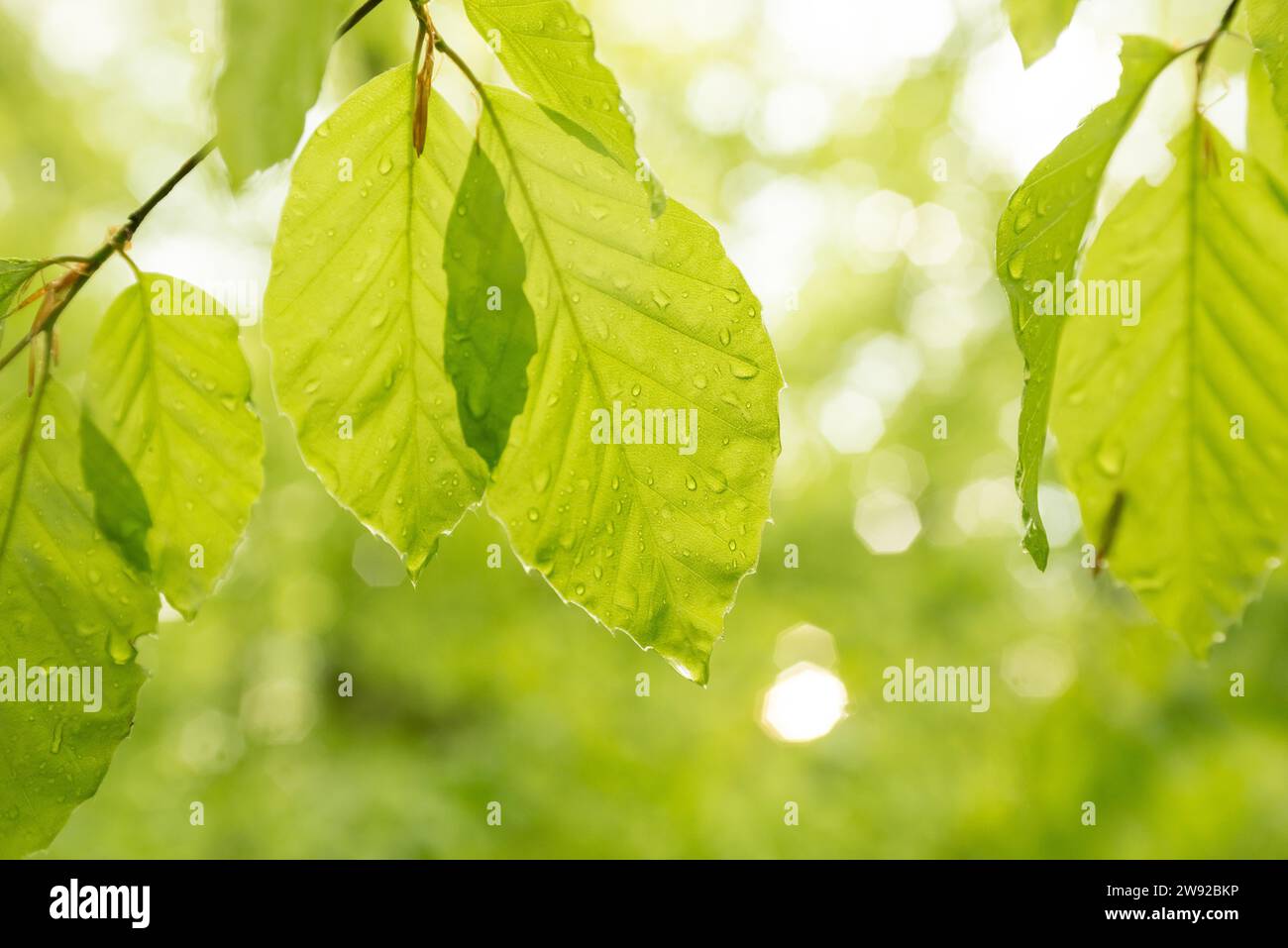 Sunlit green, freshly unfolded leaves of the copper beech (Fagus ...