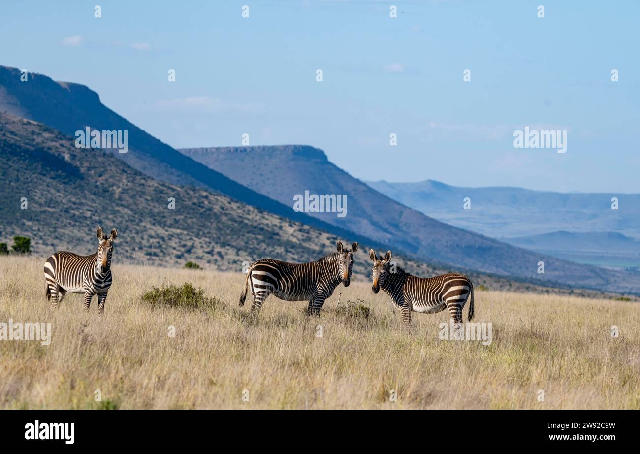 Mountain zebra national park hi-res stock photography and images - Alamy