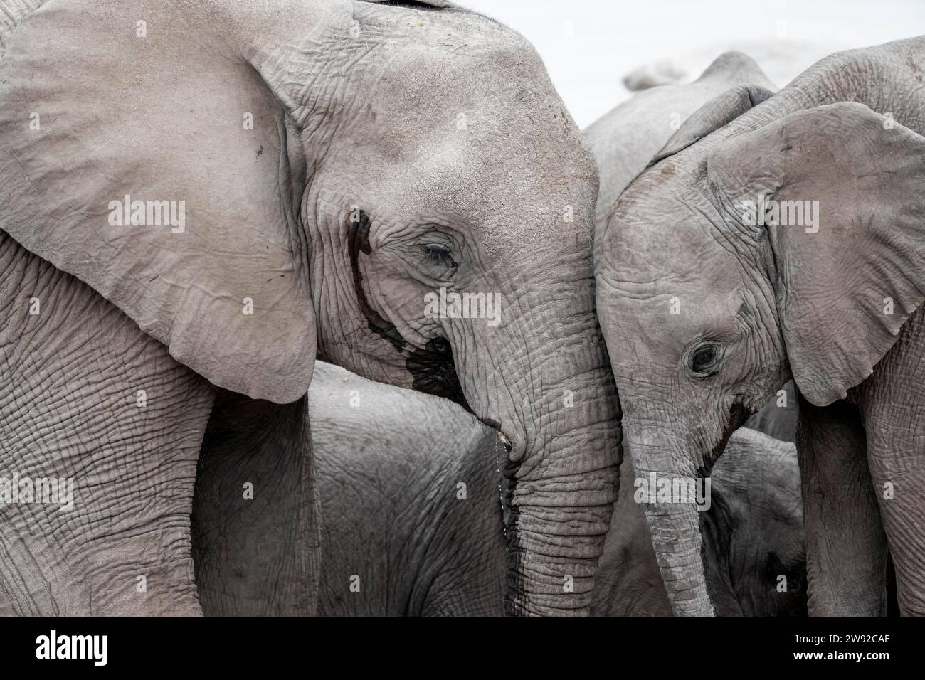 Two african elephants head to head hi-res stock photography and images ...