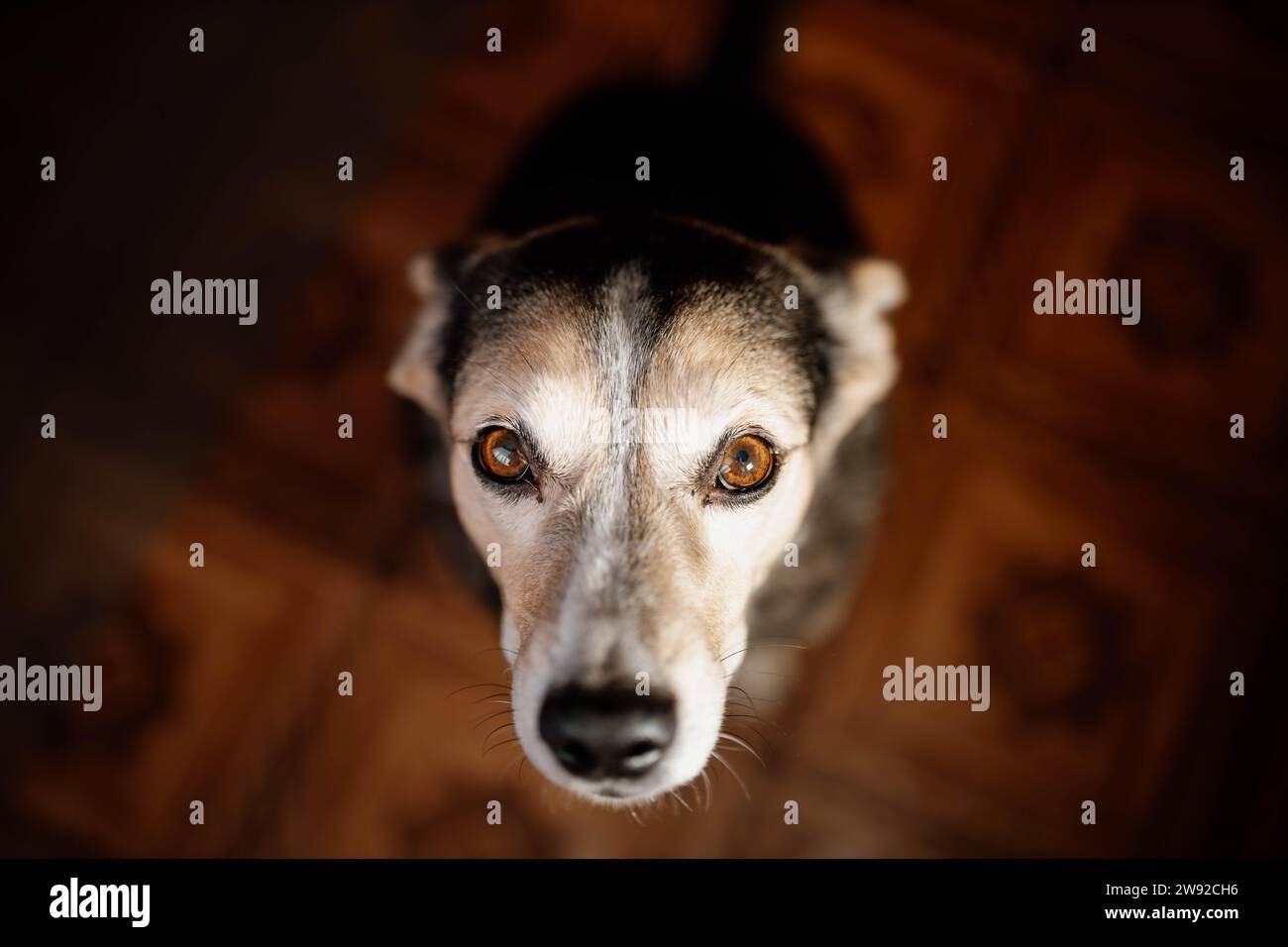 Dog sincerely looking camera pet hi-res stock photography and images ...