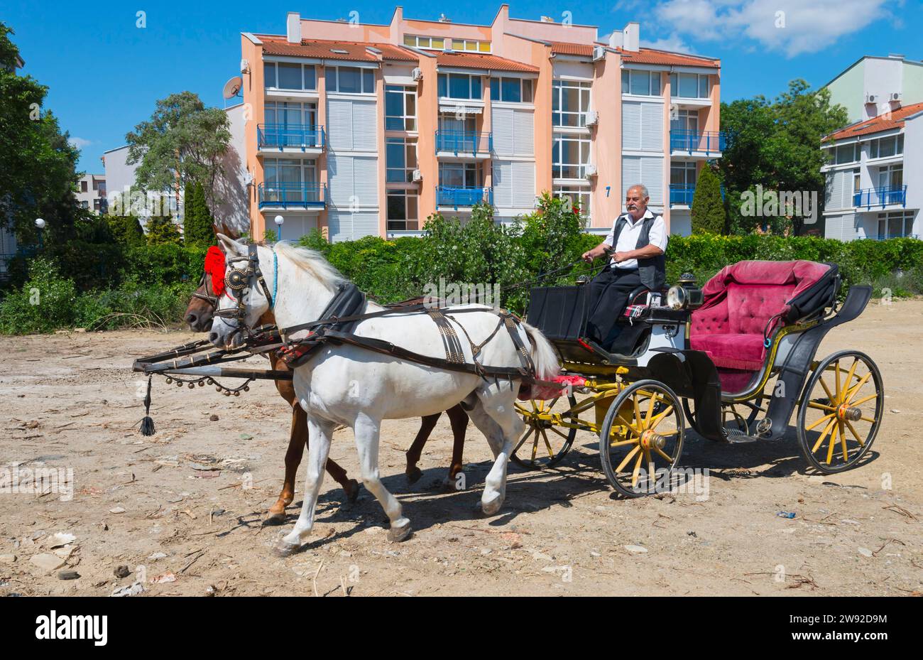 A white and a brown horse pulling a black and yellow carriage with a ...